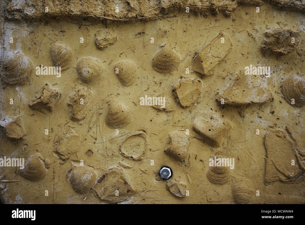 Mud on shell hi-res stock photography and images - Alamy