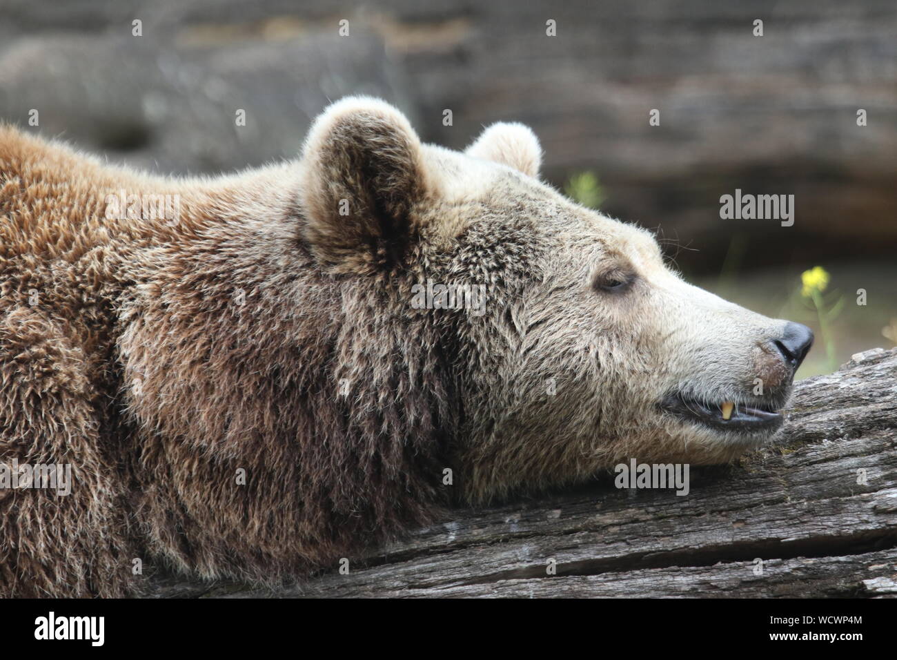 Bear nose close up hi-res stock photography and images - Alamy