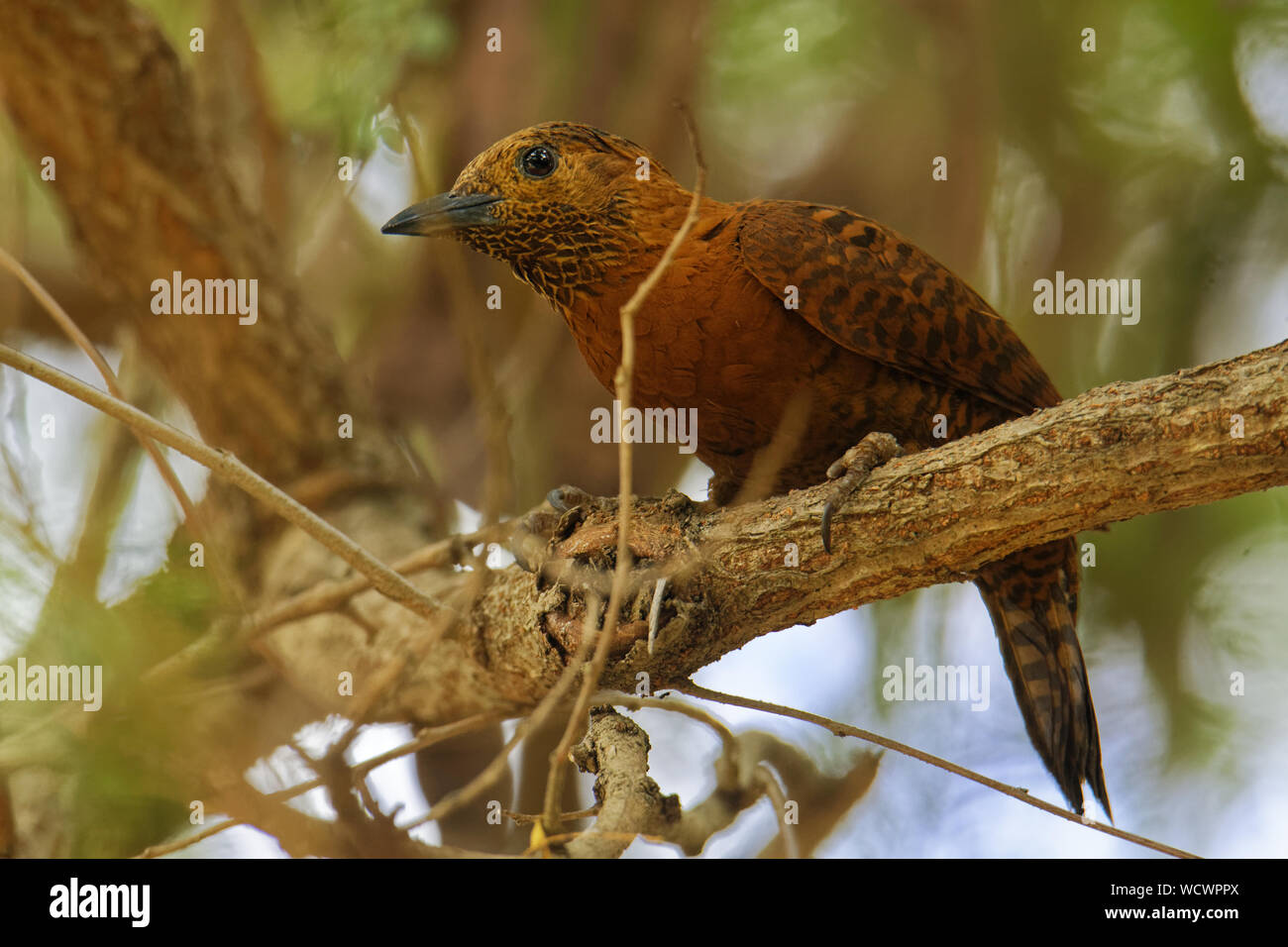 Brown woodpecker hi-res stock photography and images - Alamy