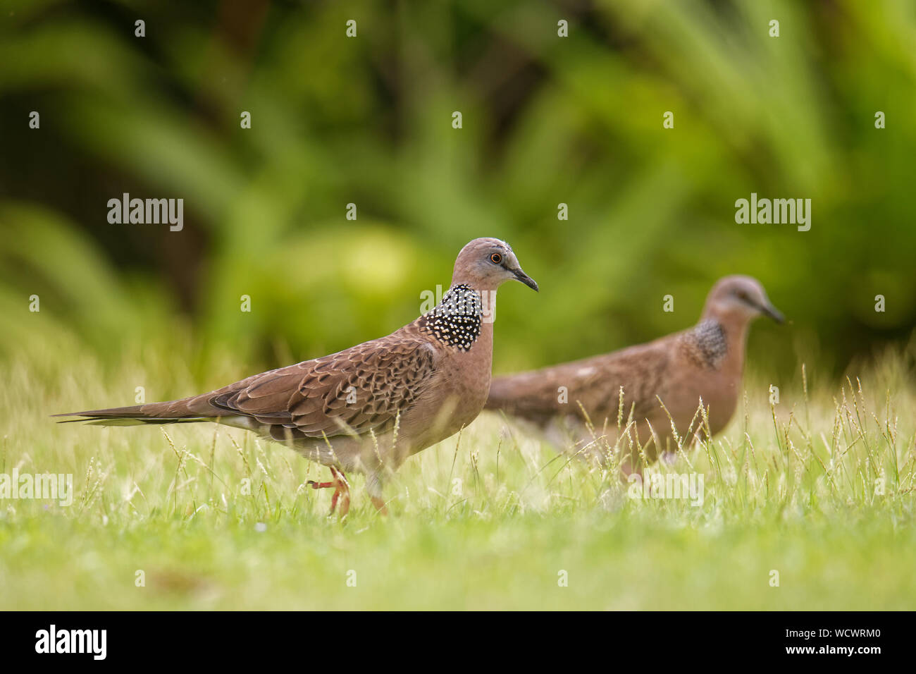 Spotted Dove - Streptopelia (Spilopelia ) chinensis small long-tailed ...
