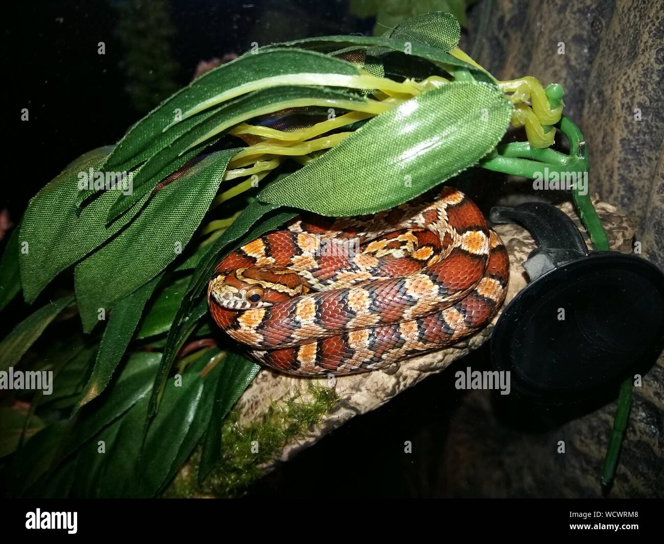Stem leaf snake hi-res stock photography and images - Alamy