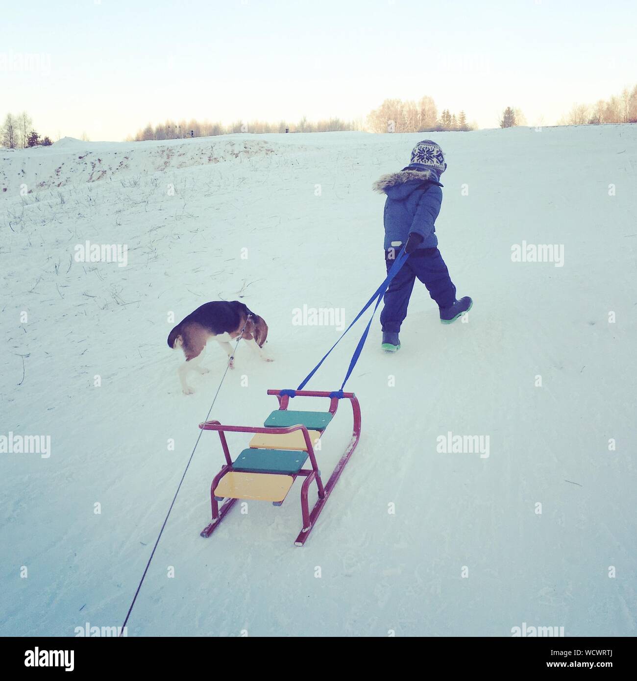 Dog pulling child hi-res stock photography and images - Alamy