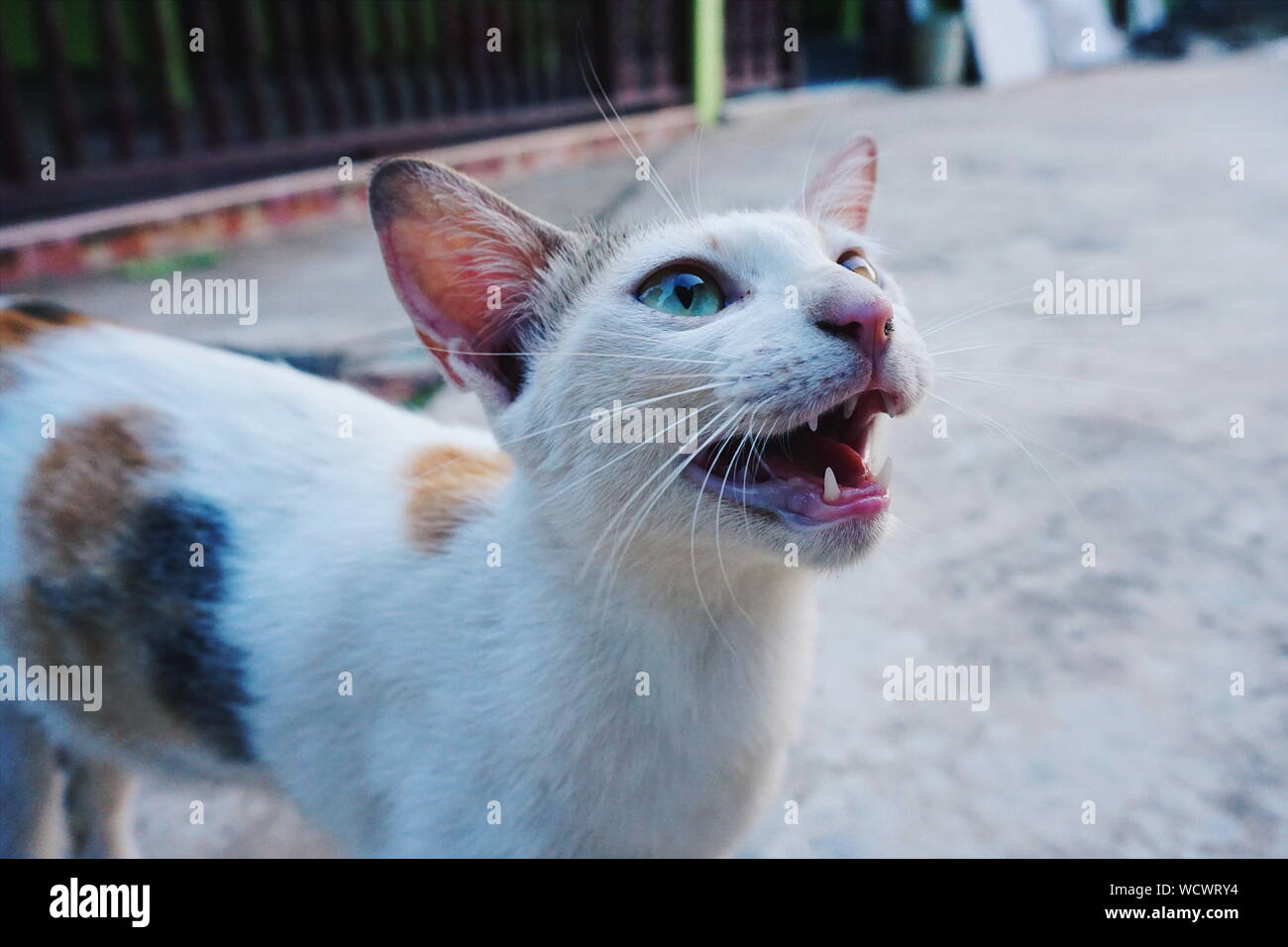 Meowing cat hi-res stock photography and images - Alamy