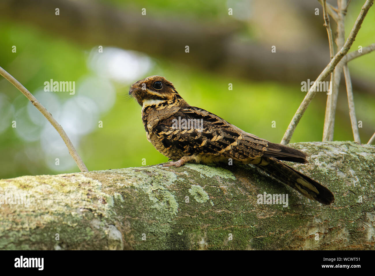 Large-tailed Nightjar - Caprimulgus macrurus nightjar in the family ...