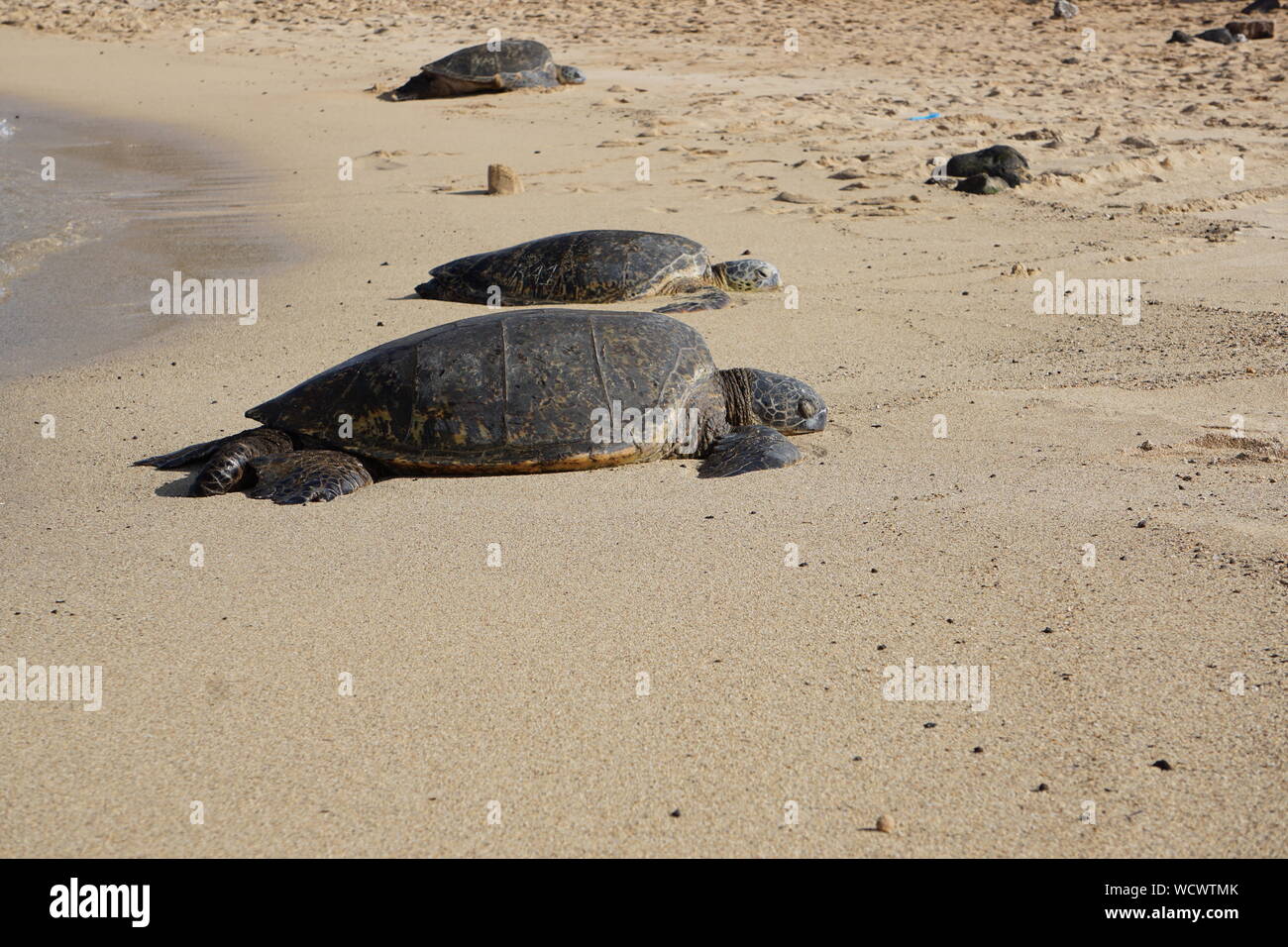 Hawaiian Green Sea Turtle resting on Poipu Beach in Kauai Stock Photo ...