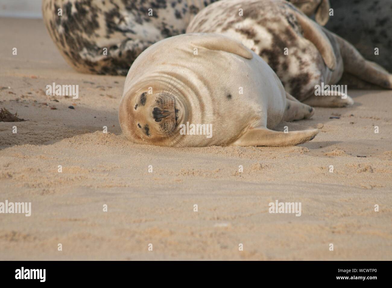 Sandy beach seals hi-res stock photography and images - Alamy