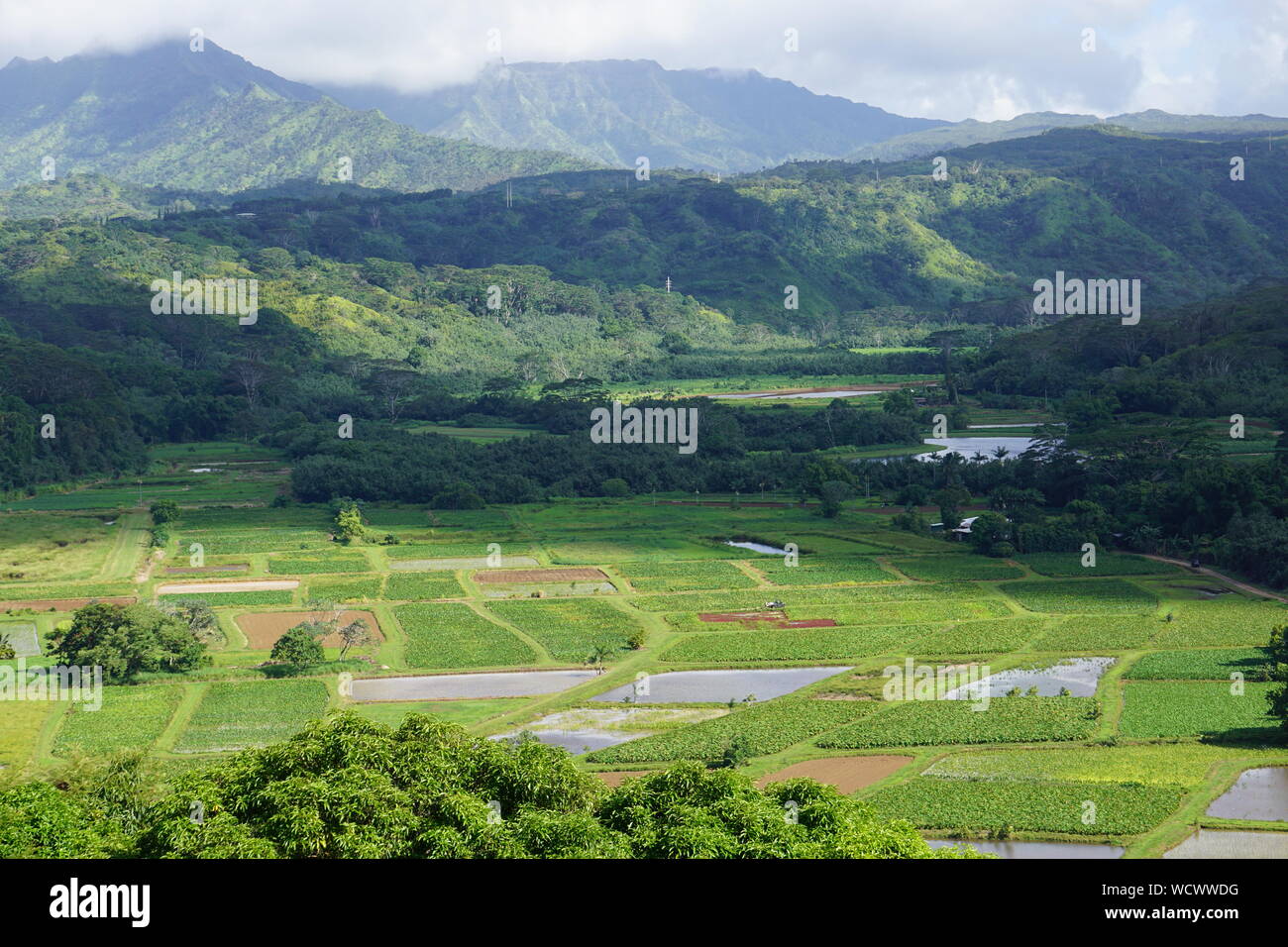 Poi hawaii hi-res stock photography and images - Alamy