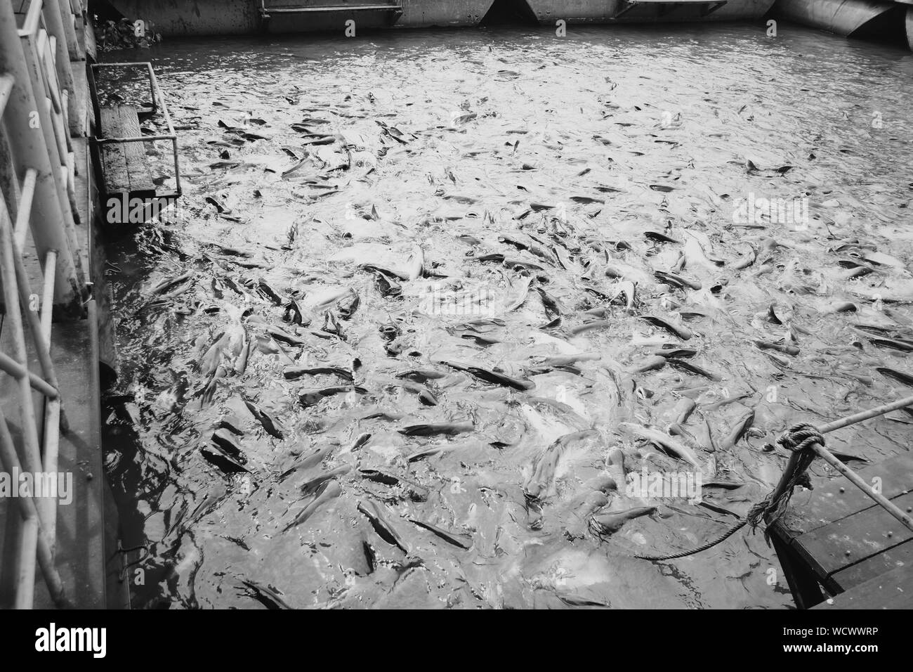 Many Fish High Resolution Stock Photography and Images - Alamy