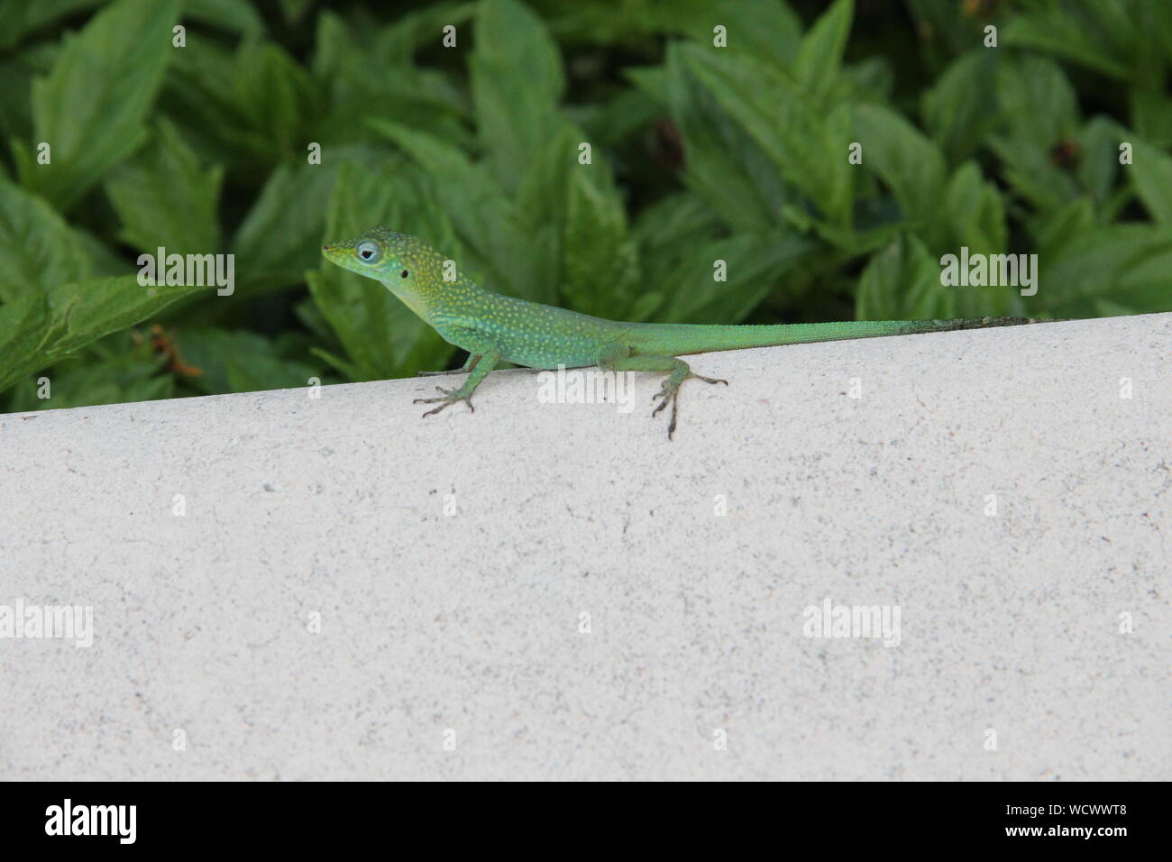 Side View Of Gecko High Resolution Stock Photography and Images - Alamy