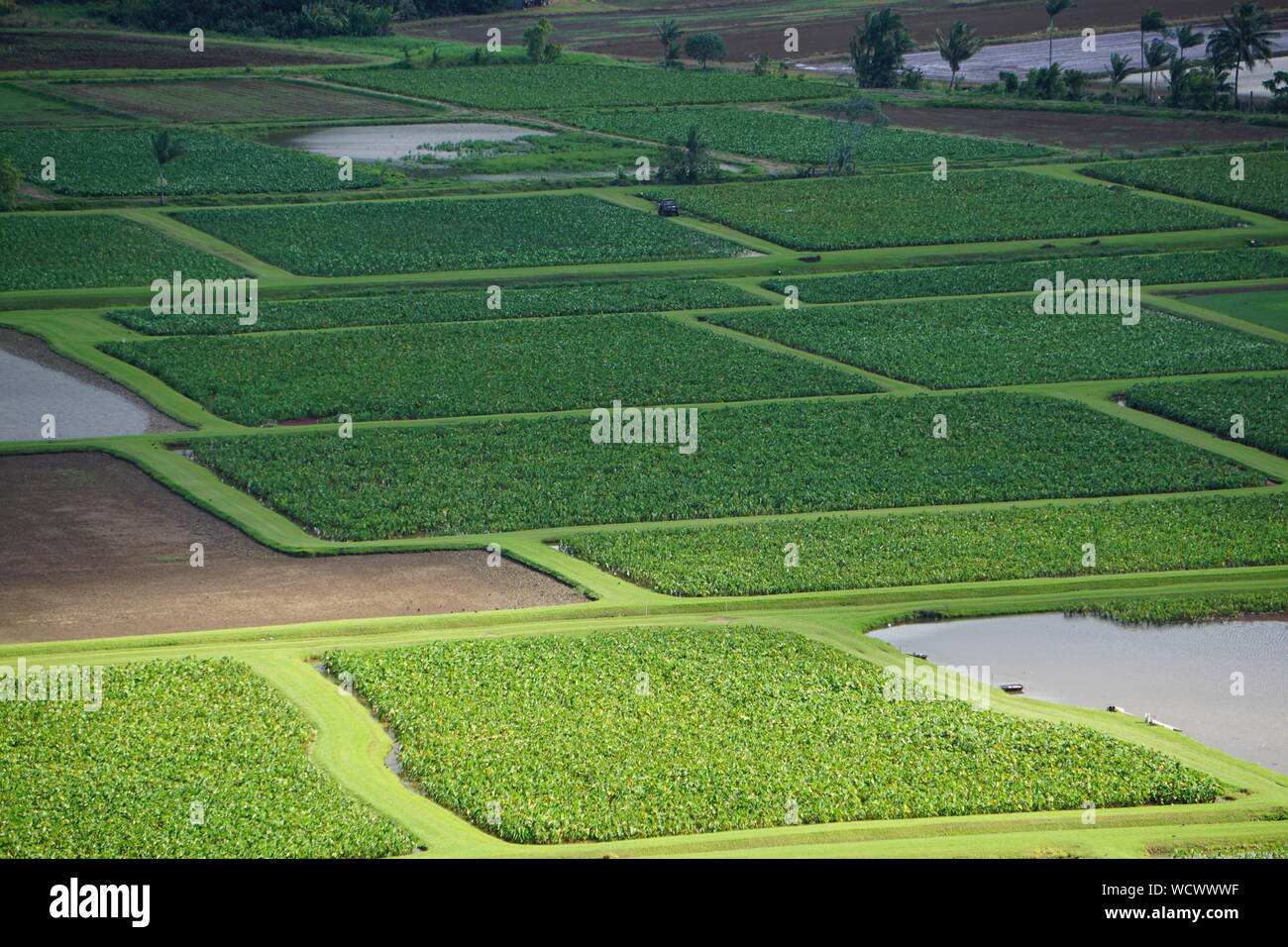 Poi hawaii hi-res stock photography and images - Alamy