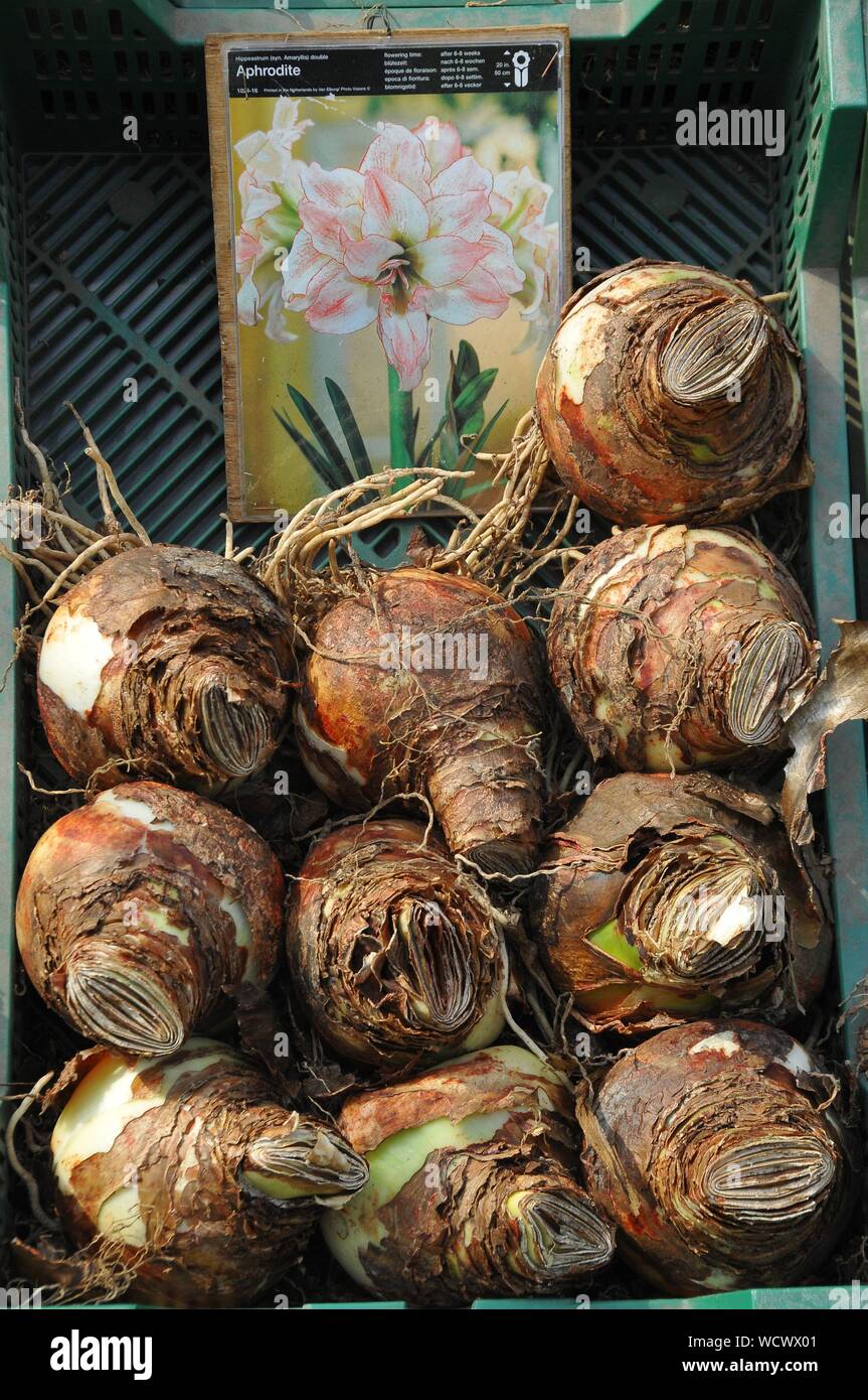 flower bulbs, Keukenhof, Netherlands, Europe Stock Photo - Alamy