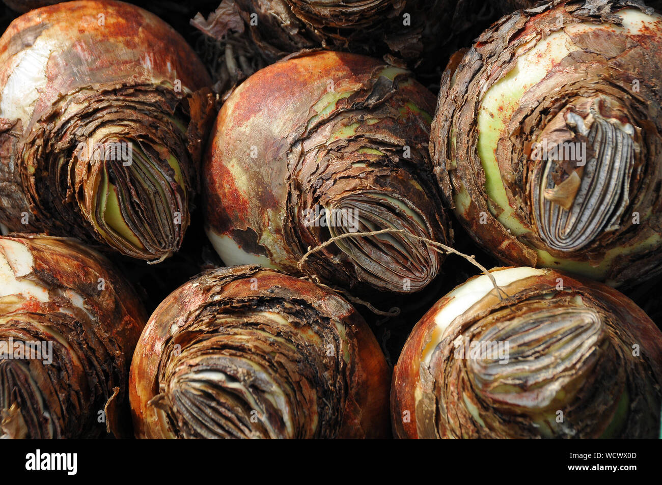 flower bulbs, Keukenhof, Netherlands, Europe Stock Photo - Alamy