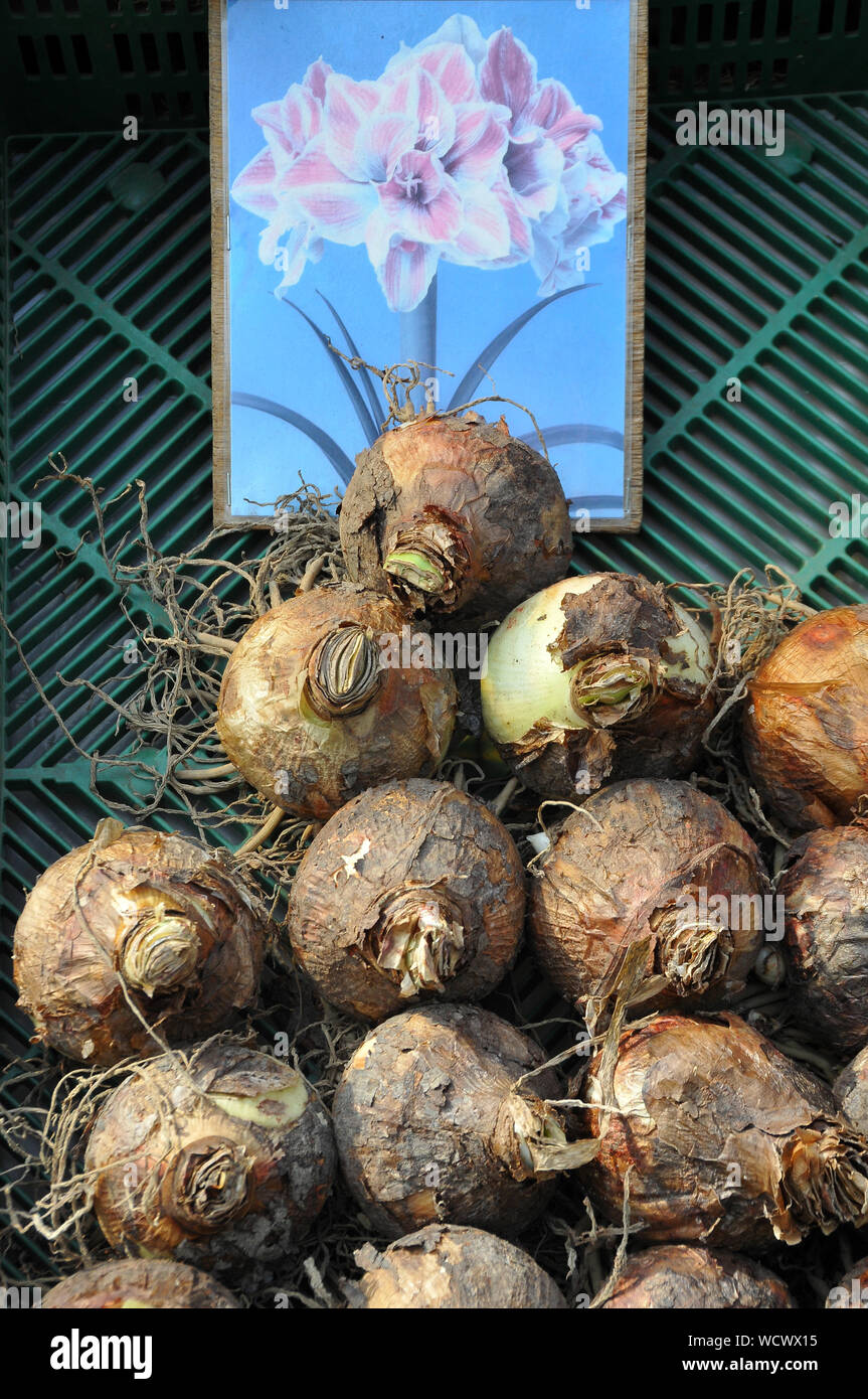 flower bulbs, Keukenhof, Netherlands, Europe Stock Photo - Alamy