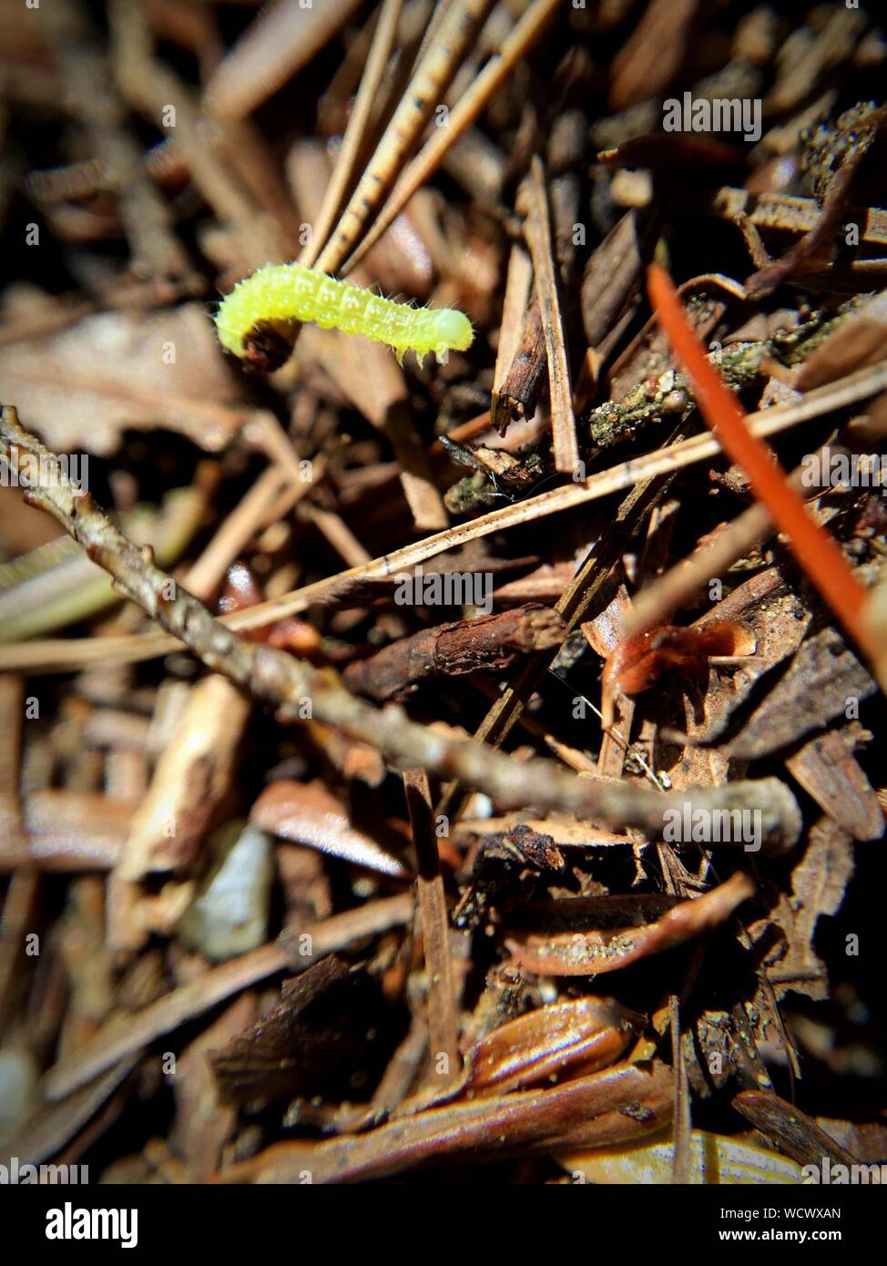 Stick caterpillar hi-res stock photography and images - Alamy