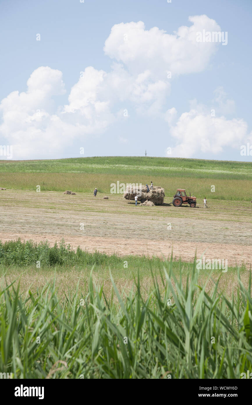 People in a sloping grass field loading hay on to a trailer pulled by a ...
