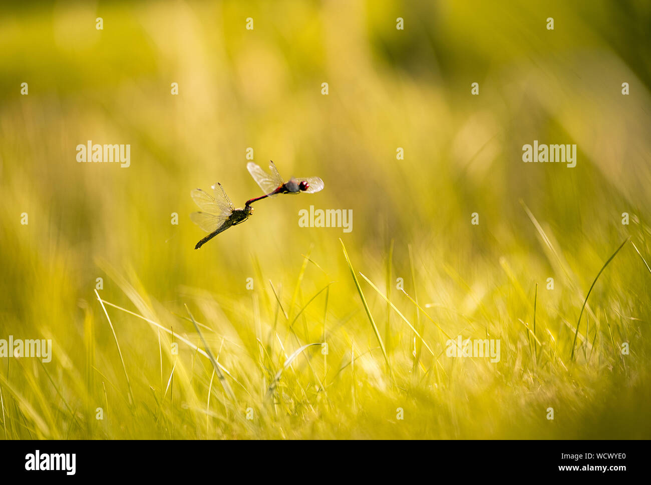 Two dragonflies mating hi-res stock photography and images - Alamy