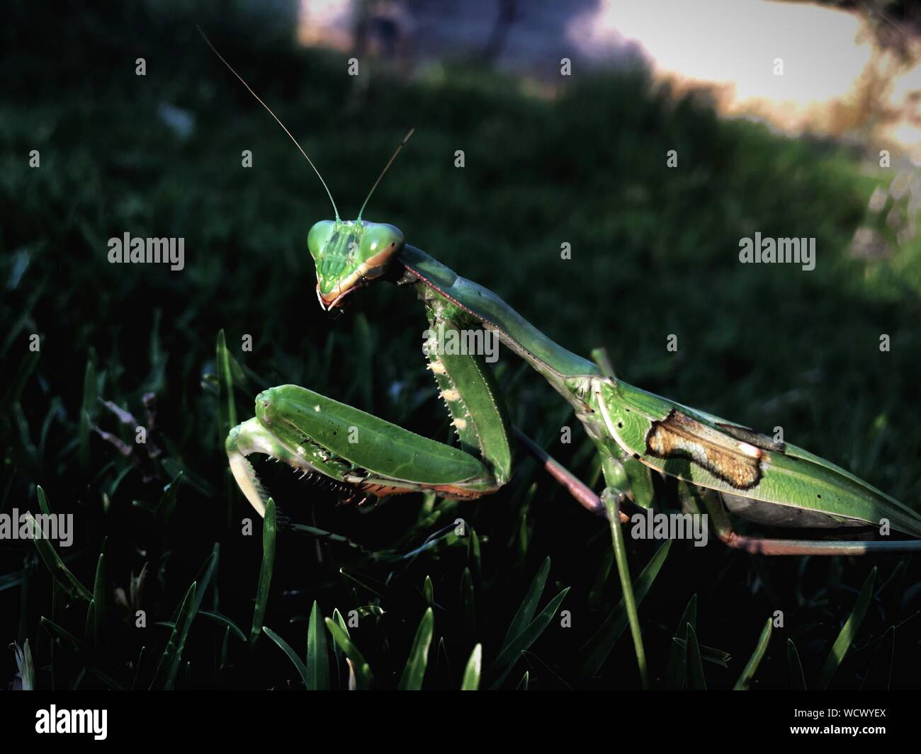 Grass mantis hi-res stock photography and images - Alamy