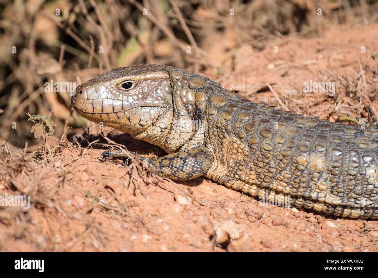Paraguay caiman lizard (Dracaena paraguayensis) at the Transpantaneira ...