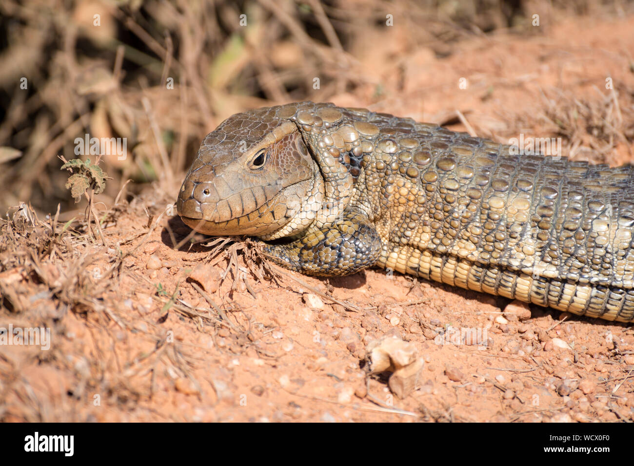 Paraguay caiman lizard (Dracaena paraguayensis) at the Transpantaneira ...