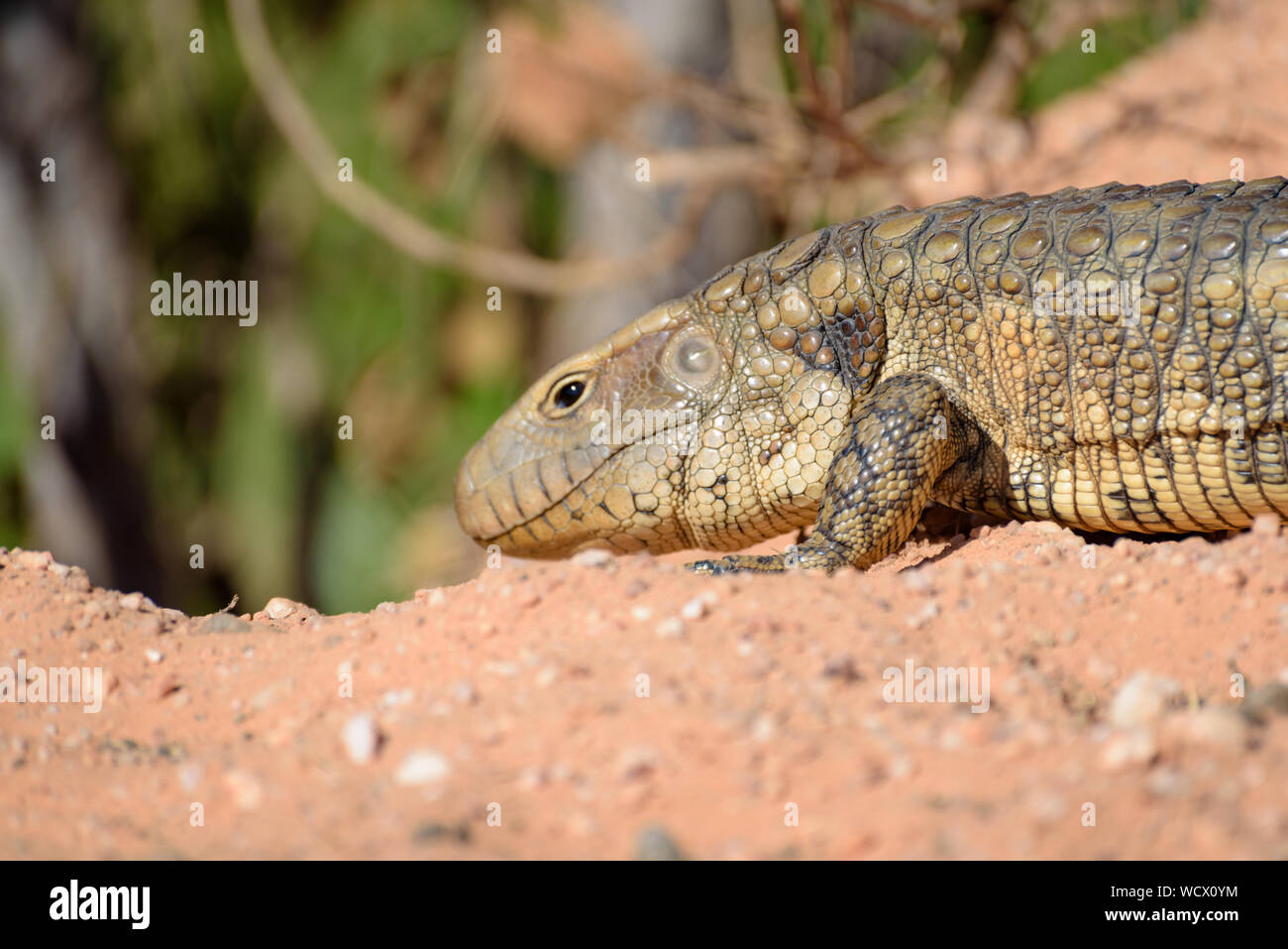 Paraguay caiman lizard (Dracaena paraguayensis) at the Transpantaneira ...