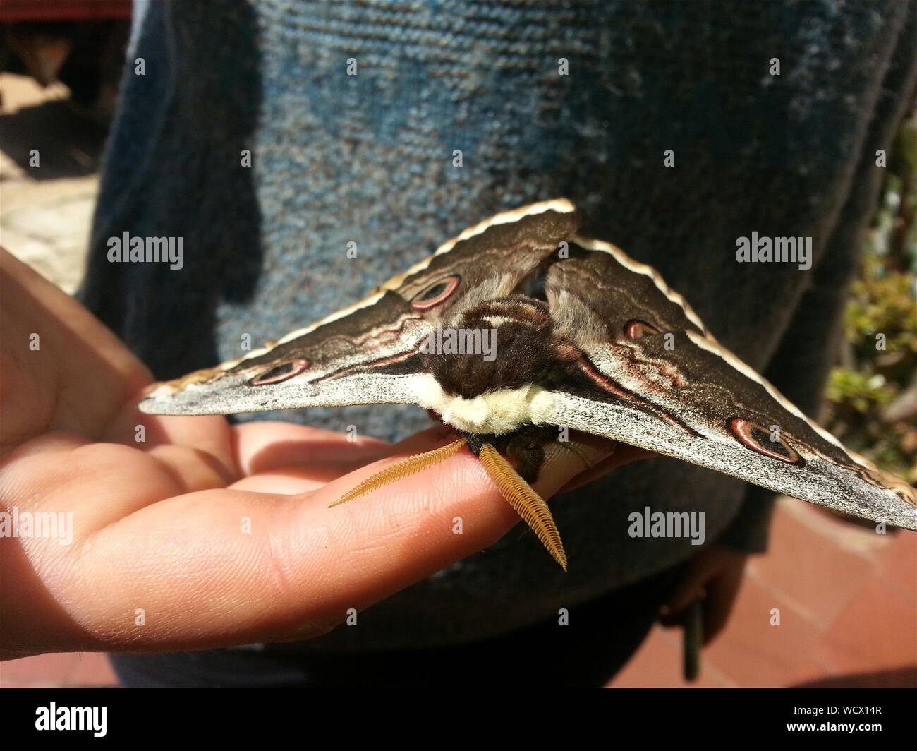Person holding moth hi-res stock photography and images - Alamy