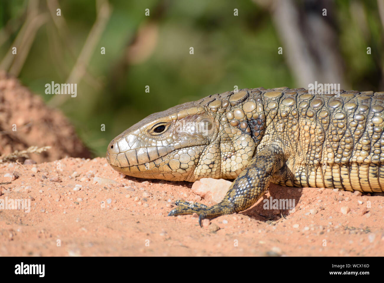 Paraguay caiman lizard (Dracaena paraguayensis) at the Transpantaneira ...