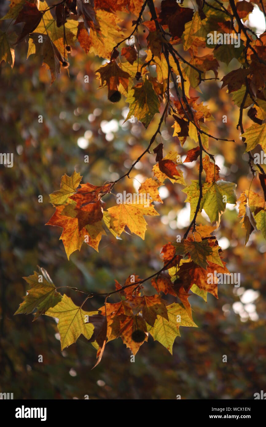 Majestic maple tree hi-res stock photography and images - Alamy