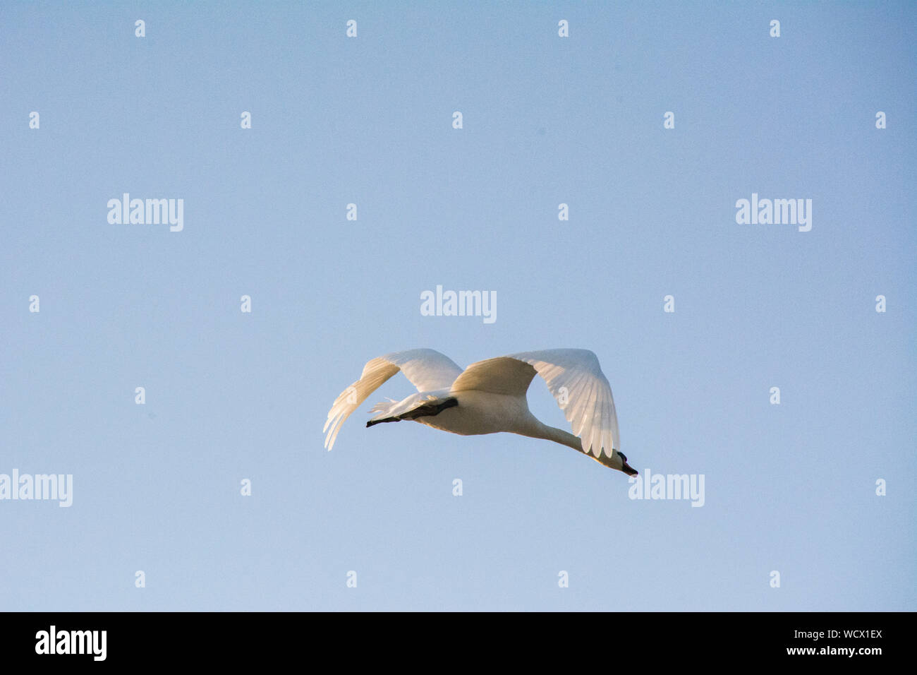 Swan Flying Low High Resolution Stock Photography and Images - Alamy