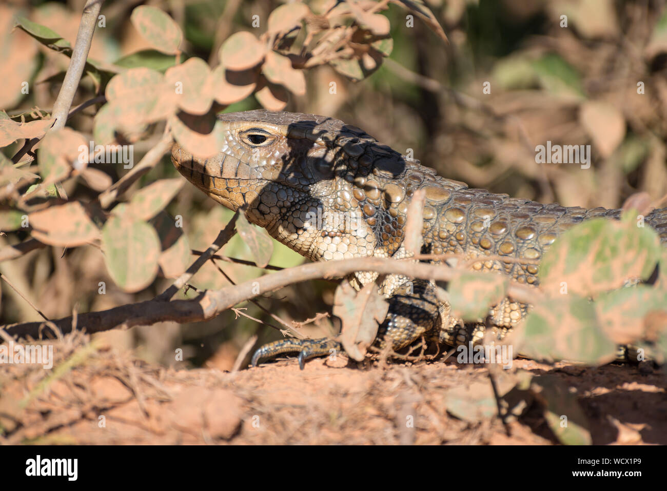 Paraguay caiman lizard (Dracaena paraguayensis) at the Transpantaneira ...