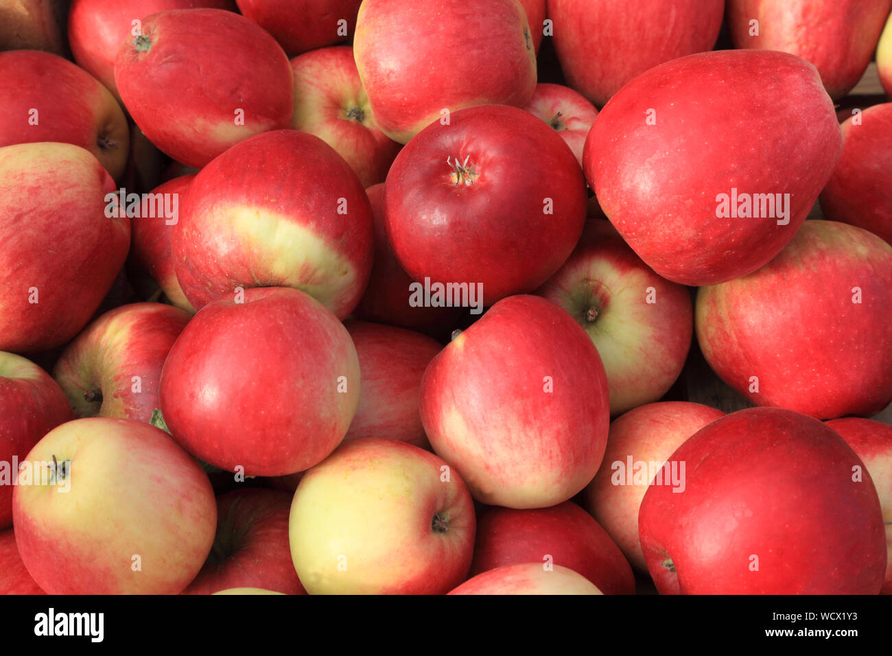 Apple 'Katy', Apple 'Katya', eating apples, malus domestica, farm shop ...