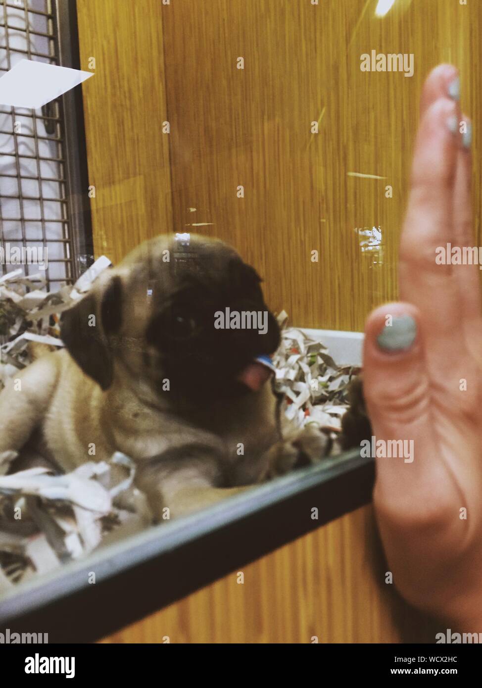 Wood pug hi-res stock photography and images - Alamy