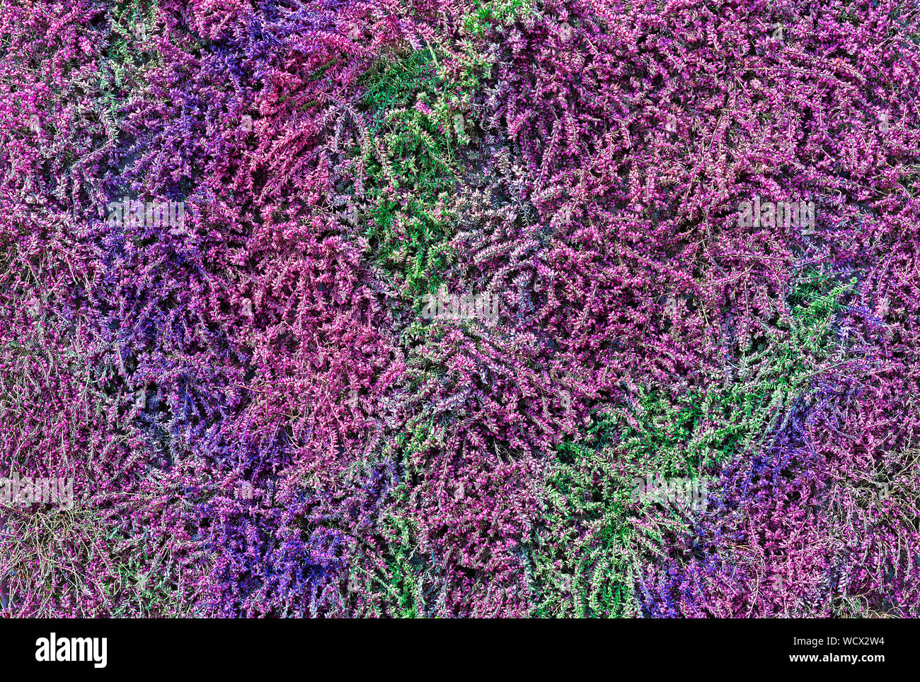 Heather of various color shades. Plants and flowers for landscape ...