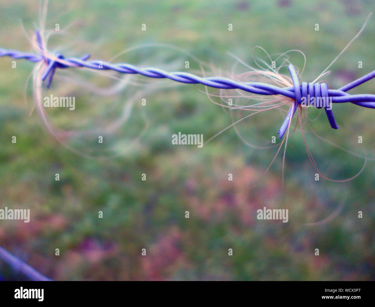 Purple wire hi-res stock photography and images - Alamy