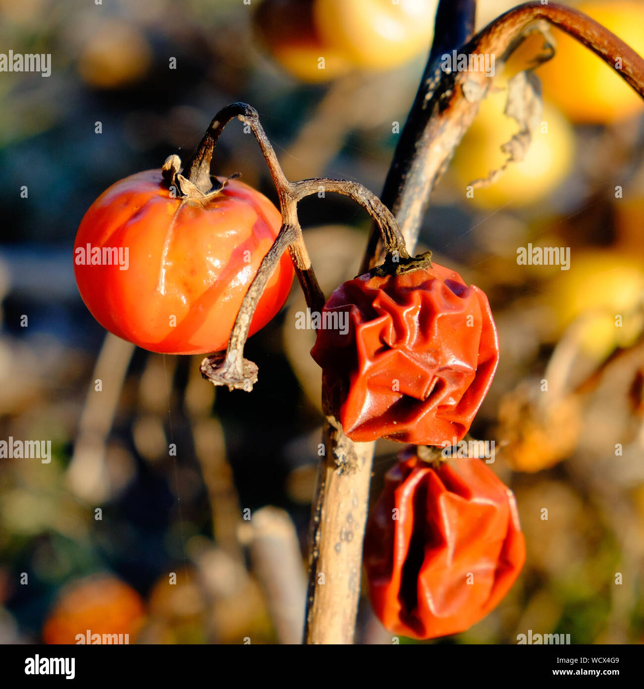Fruit stem hi-res stock photography and images - Alamy