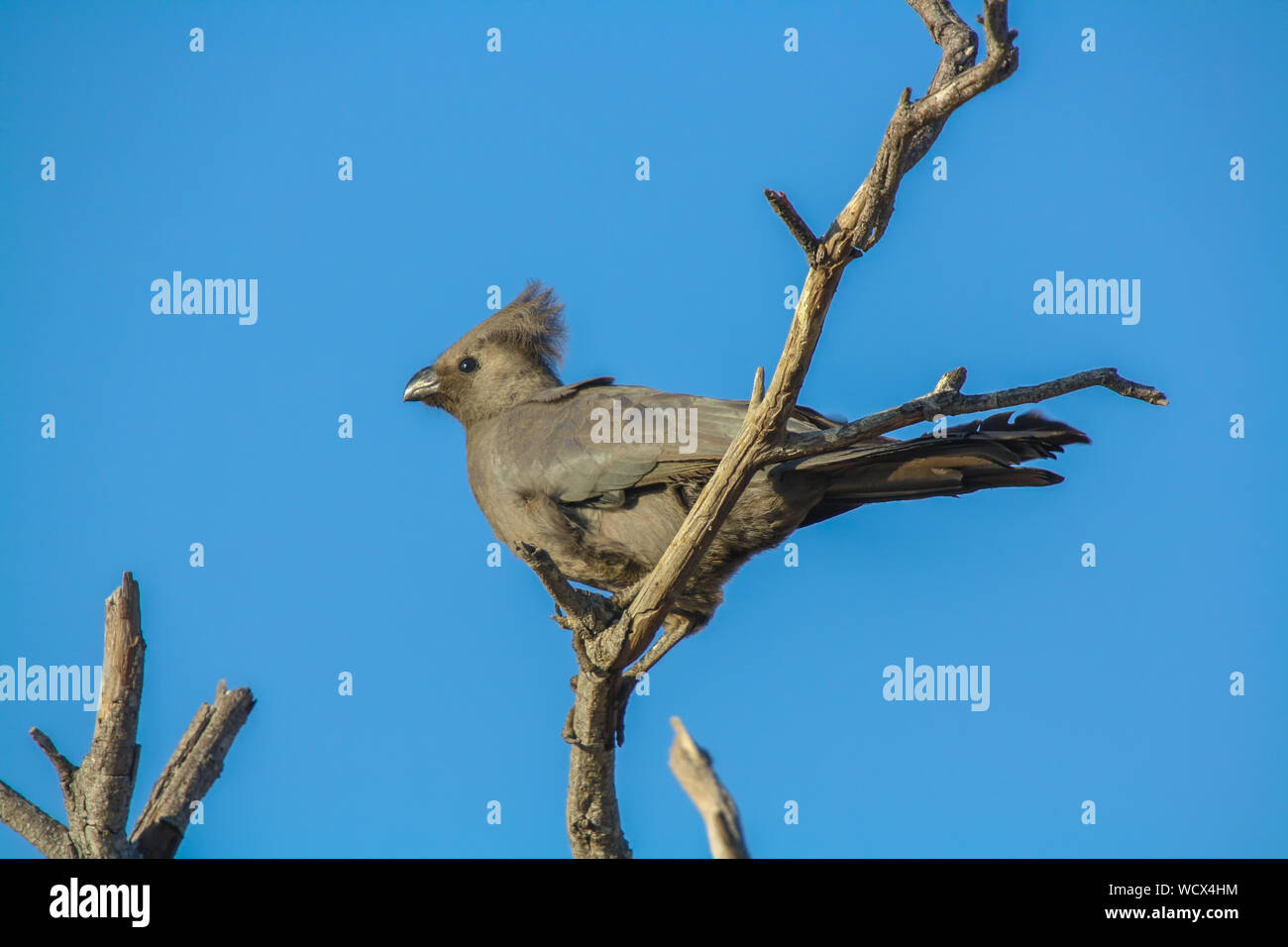 A Grey Loerie (Corythaixoides concolor) also known as a "Go Away Bird ...