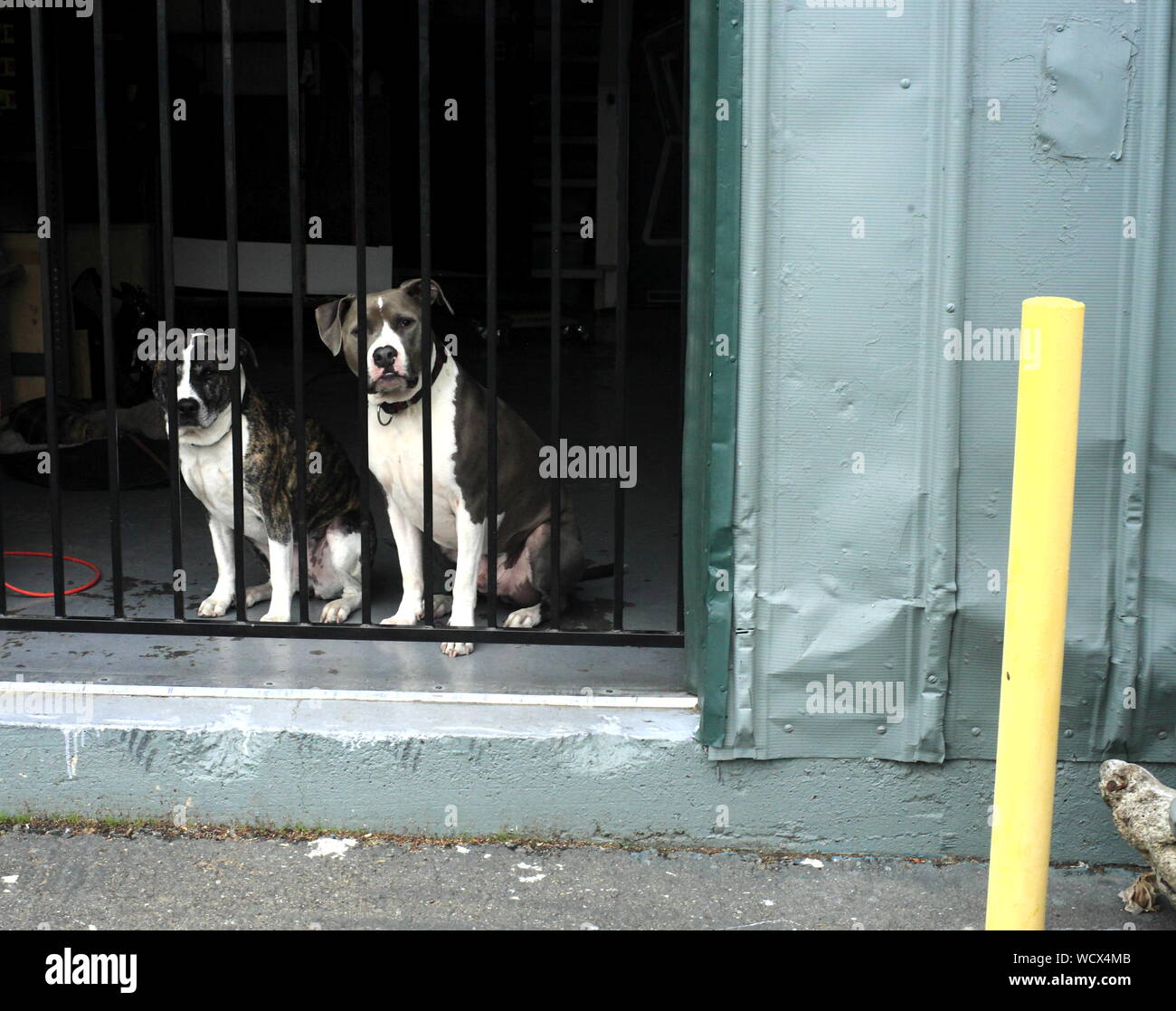 Security dogs hi-res stock photography and images - Alamy