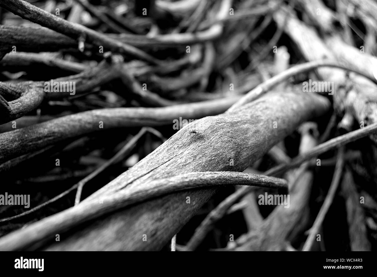 Tangled Roots High Resolution Stock Photography and Images - Alamy