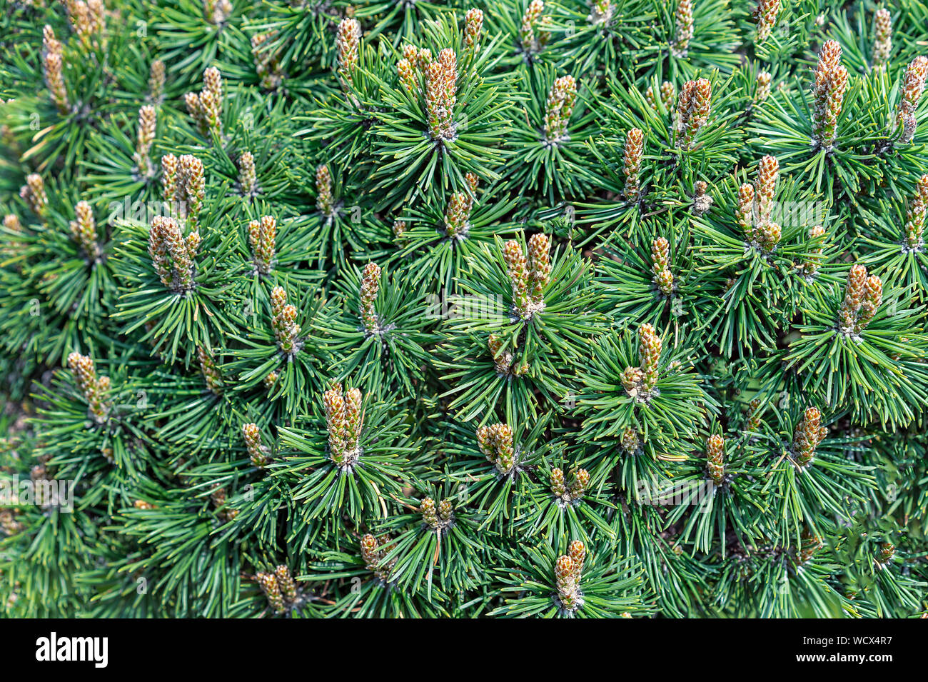Dwarf mountain pine. Young shoots of mountain pine Stock Photo - Alamy