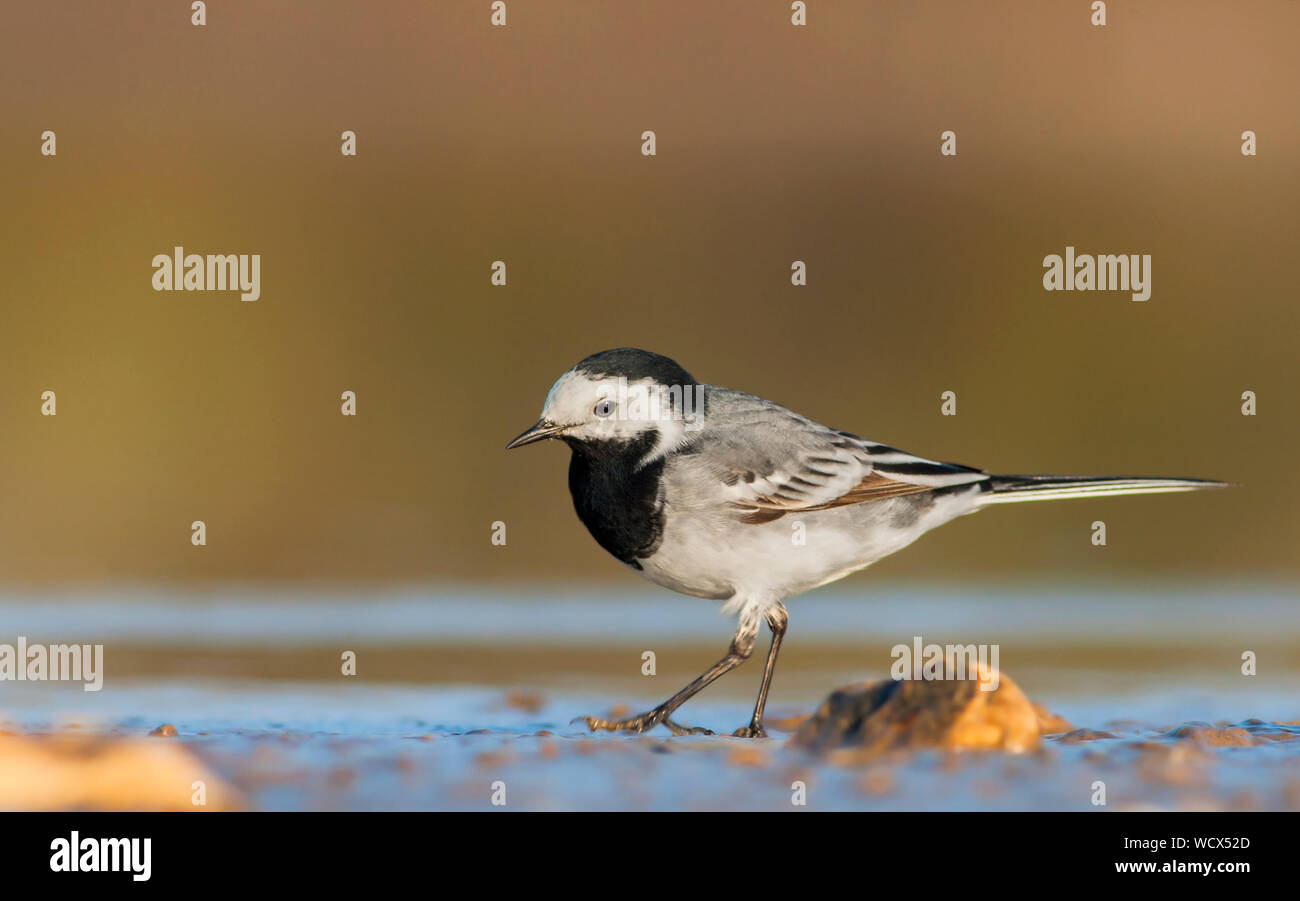 Surface level bird no people hi-res stock photography and images - Alamy