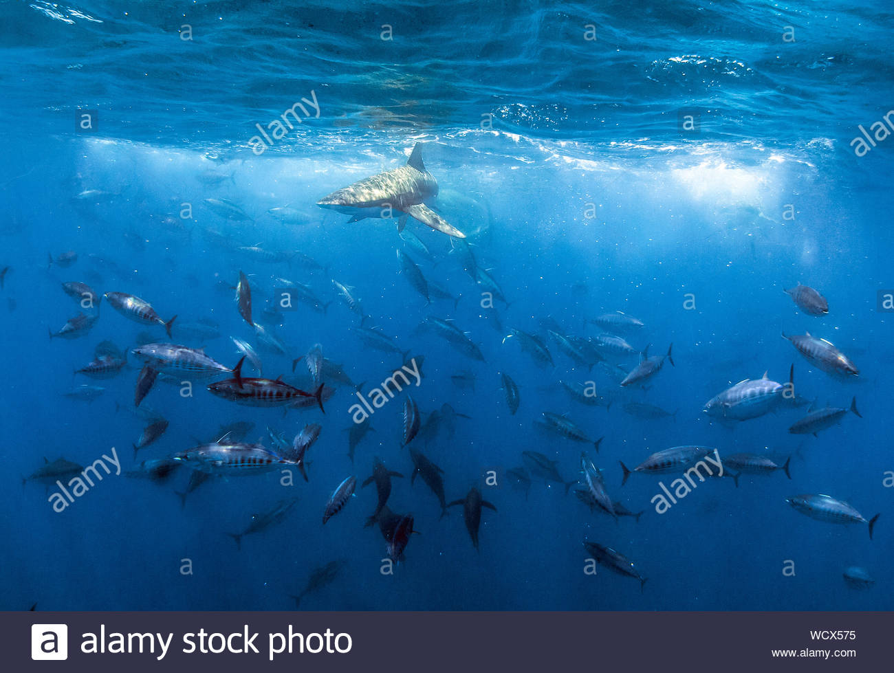 Katsuwonus Pelamis Stock Photos & Katsuwonus Pelamis Stock Images - Alamy