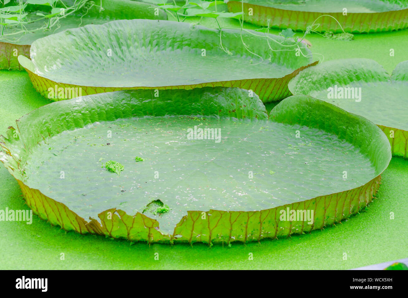 Floating algae hi-res stock photography and images - Alamy