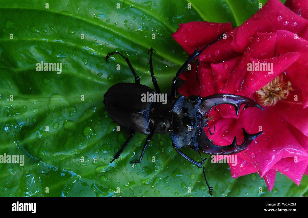 Water drop on beetle hi-res stock photography and images - Alamy