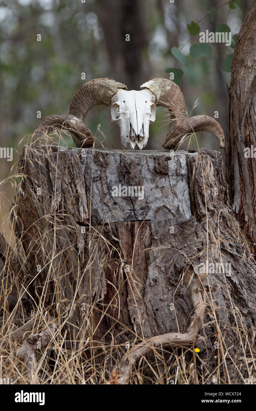 Skeleton Tree High Resolution Stock Photography and Images - Alamy