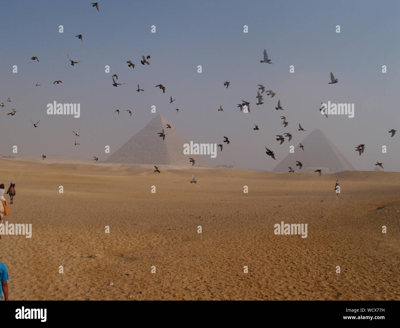 Birds in desert hi-res stock photography and images - Alamy