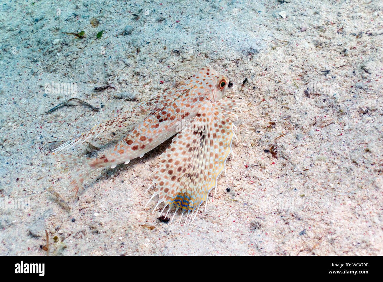 Flying fish caribbean hi-res stock photography and images - Alamy