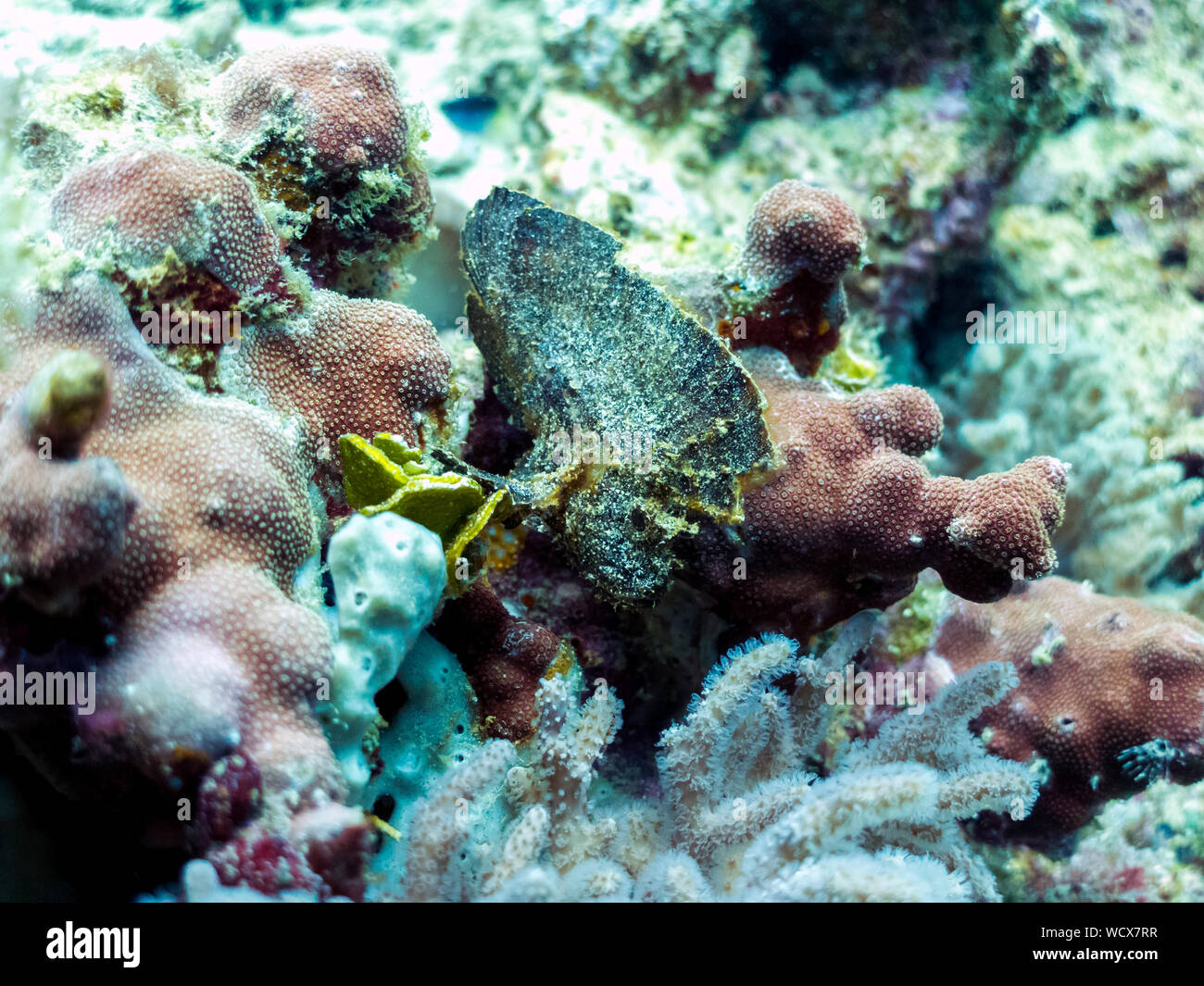 Leaf Scorpionfish in Coral Reef, Borneo Island - Venomous, Dangerous ...