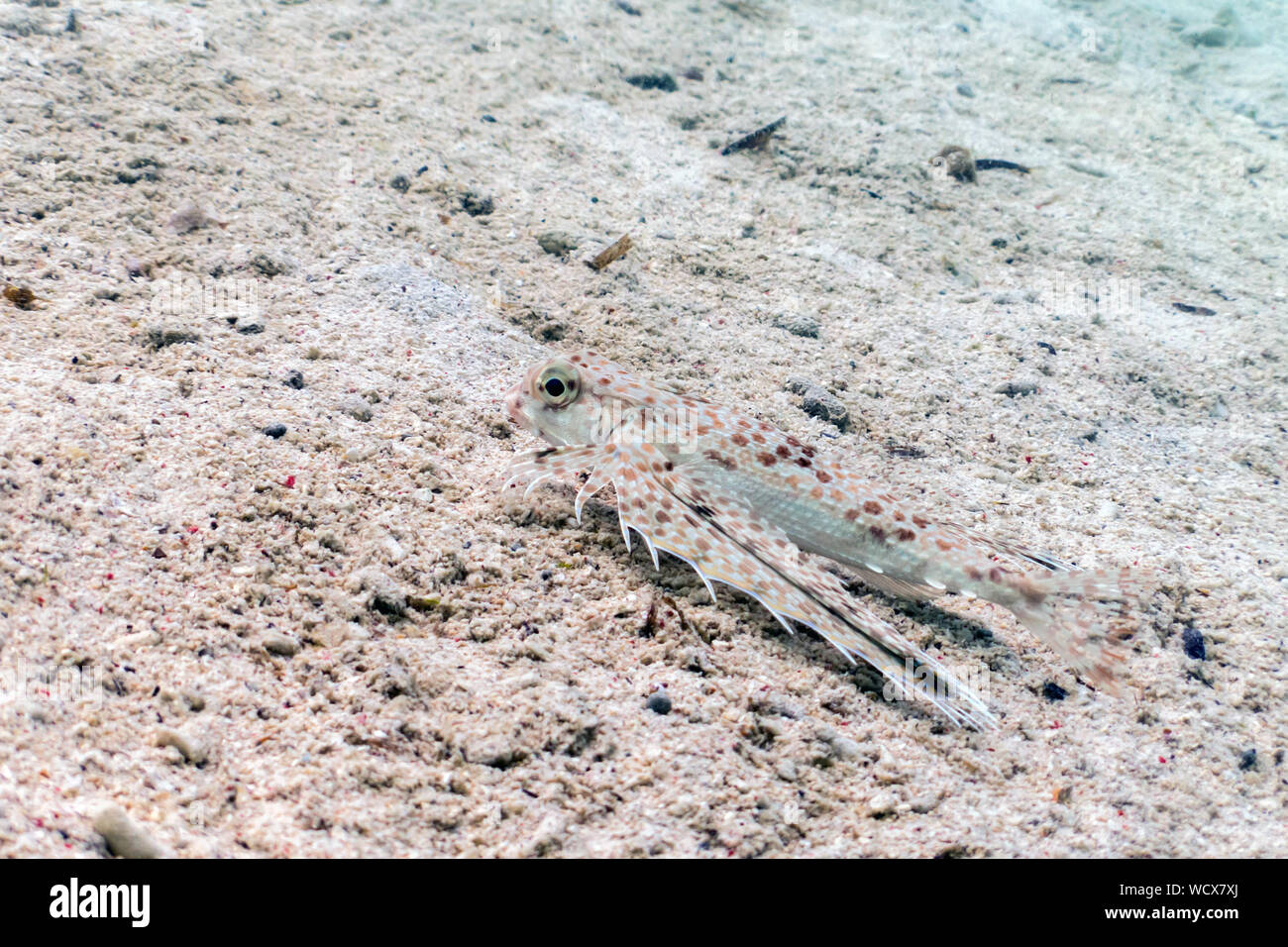 Oriental Flying Gurnard - Sea Robbin - Strange Fish Stock Photo - Alamy
