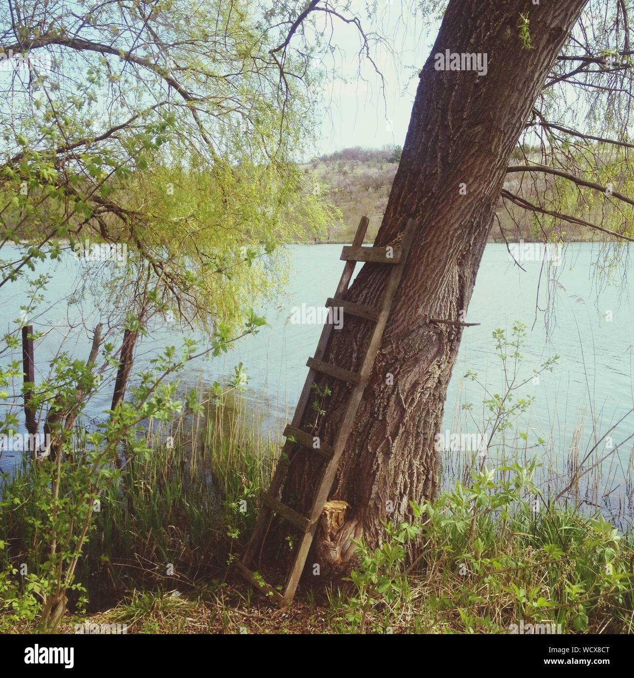 Ladder leaning against tree hi-res stock photography and images - Alamy