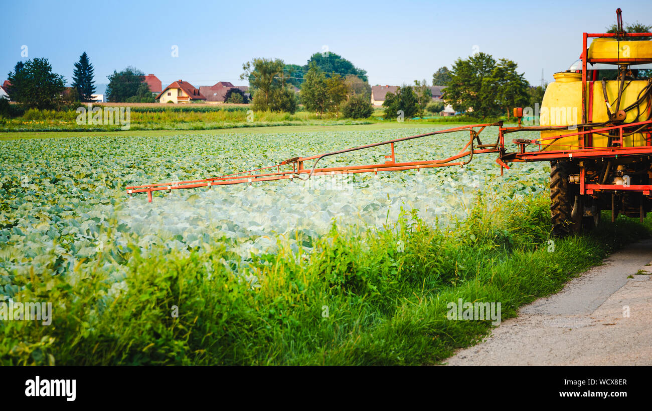 Tractor spraying pesticides on cabbage field Stock Photo - Alamy