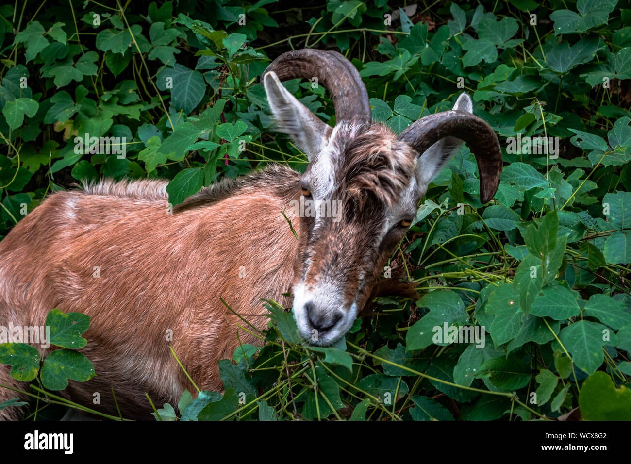 Forest goat hi-res stock photography and images - Alamy
